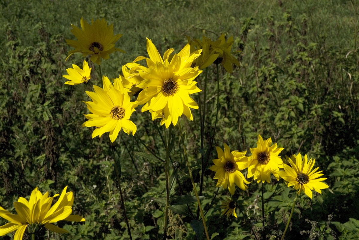 Helianthus tuberosus, Jerusalem Artichoke