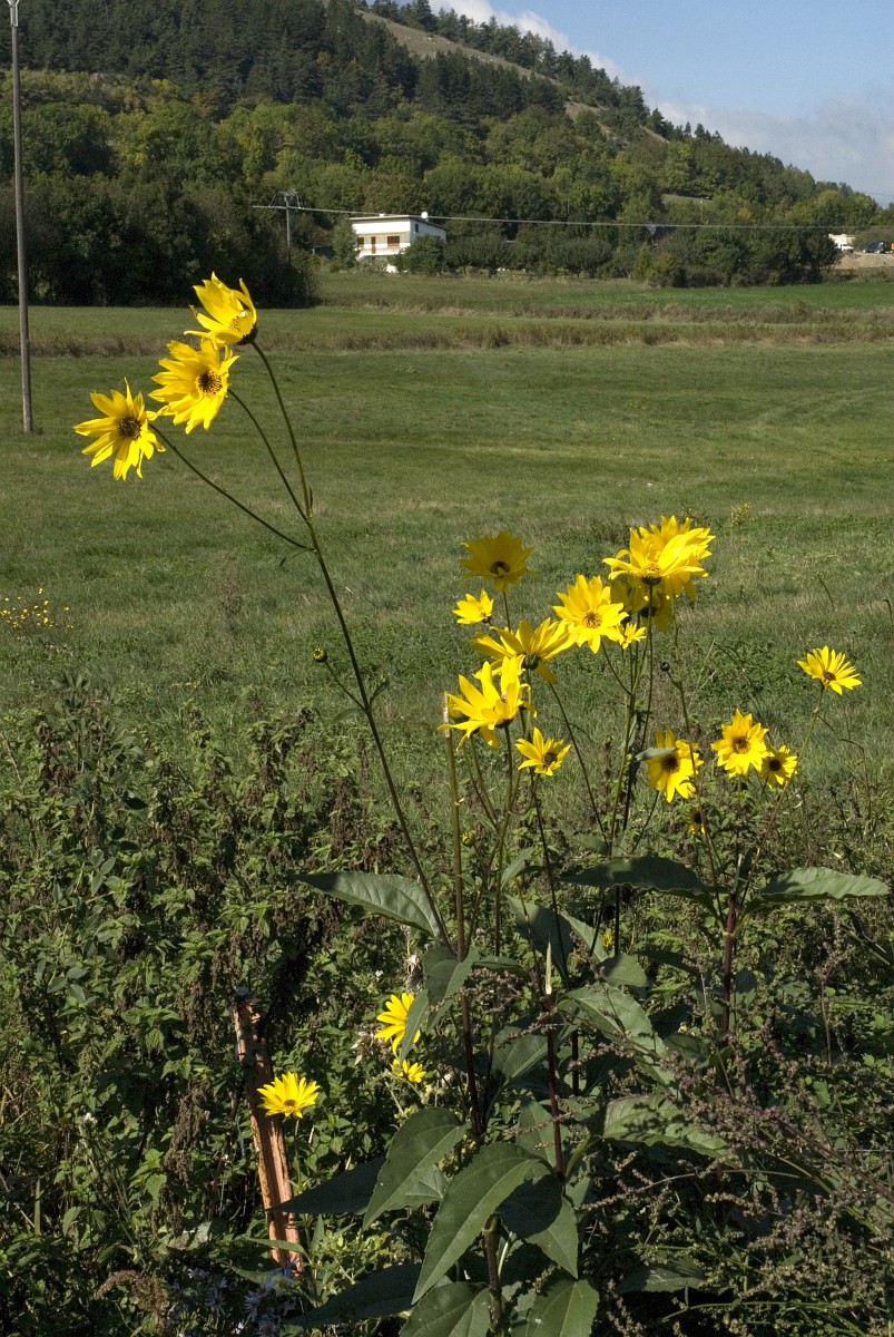 Helianthus tuberosus, Jerusalem artichoke