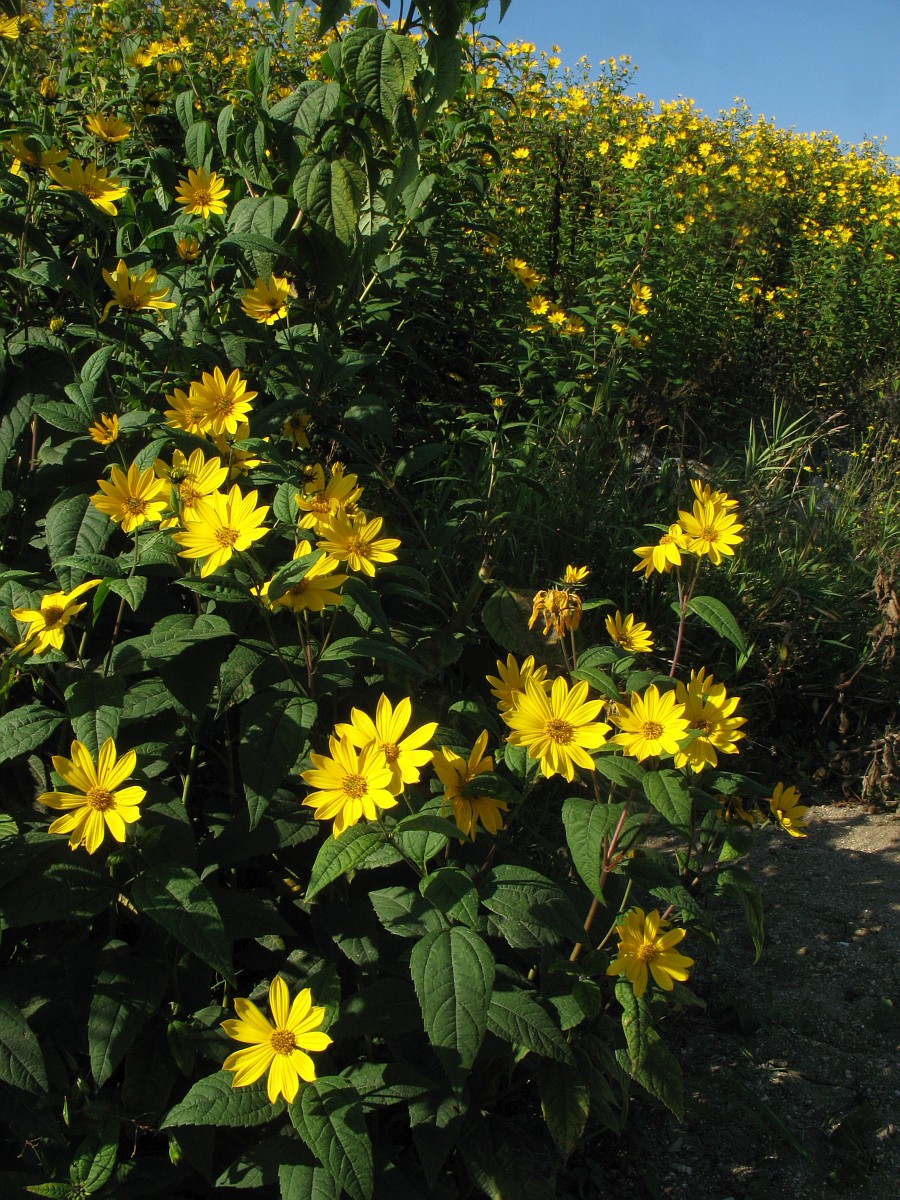 Helianthus tuberosus, Jerusalem Artichoke
