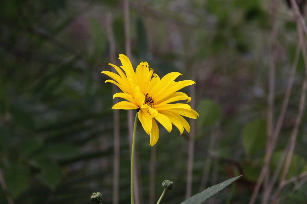 Helianthus tuberosus, Jerusalem Artichoke