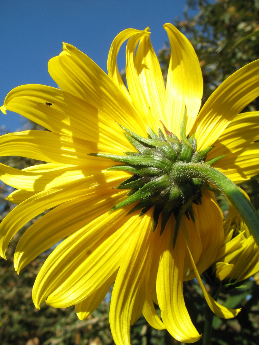 Helianthus tuberosus, Jerusalem Artichoke