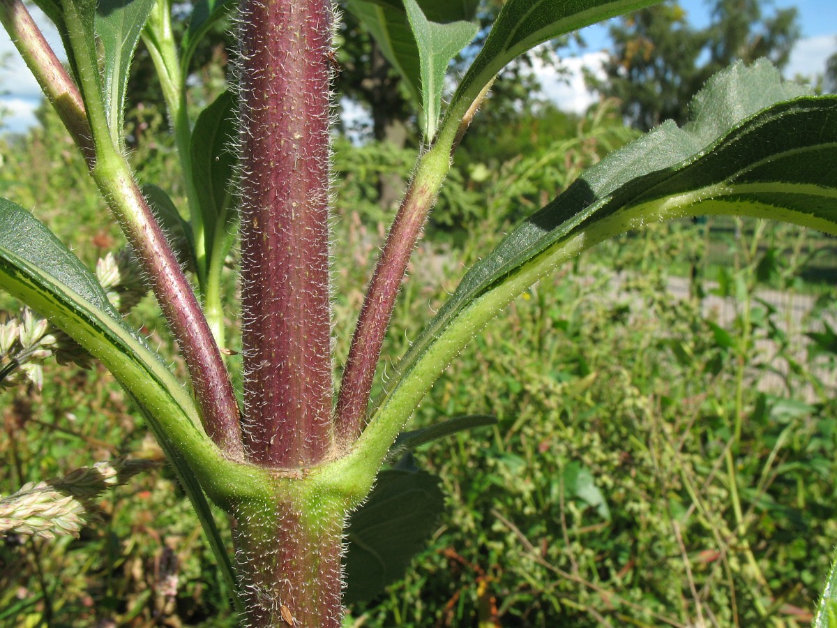 Helianthus tuberosus, Jerusalem artichoke