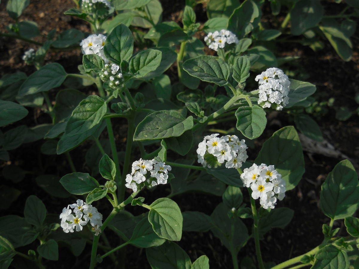 Heliotropium ellipticum