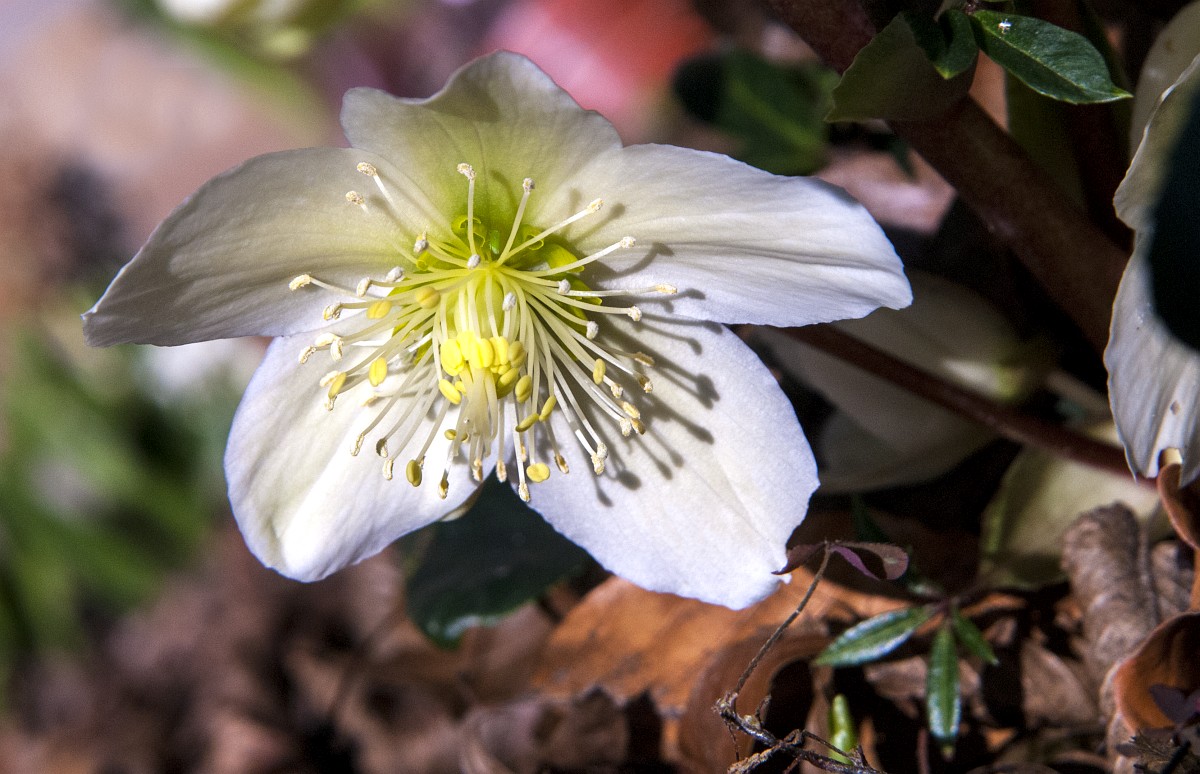 Helleborus niger