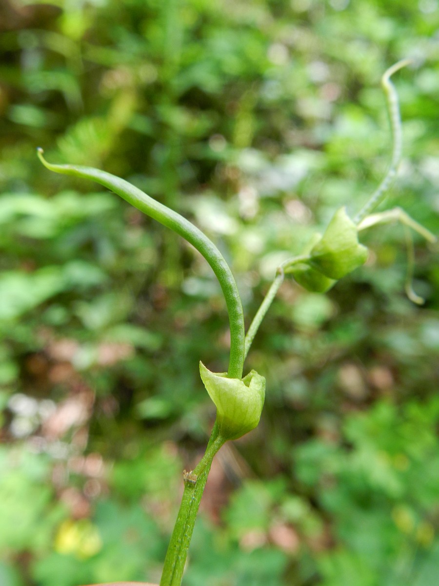 Hippocrepis emerus, Scorpion Senna