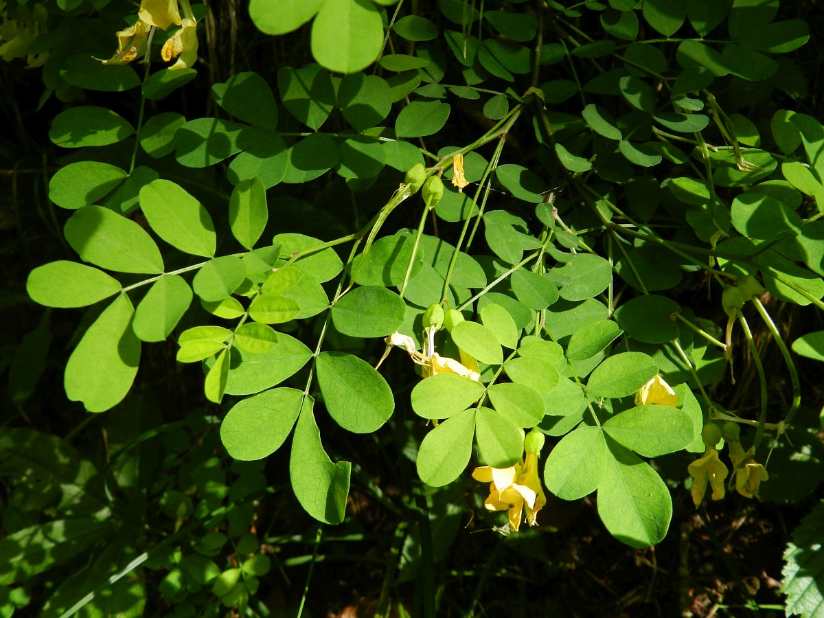 Hippocrepis emerus, Scorpion Senna