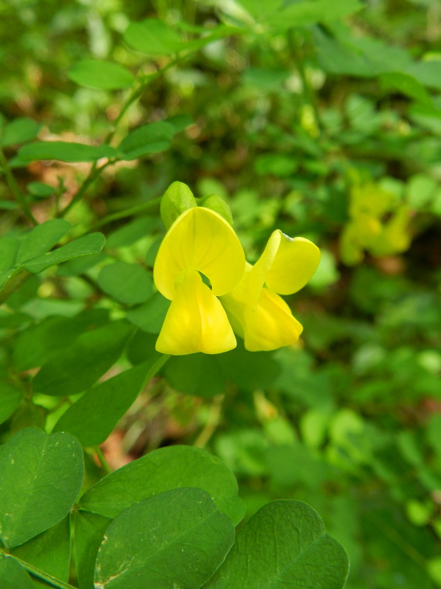 Hippocrepis emerus, Scorpion Senna