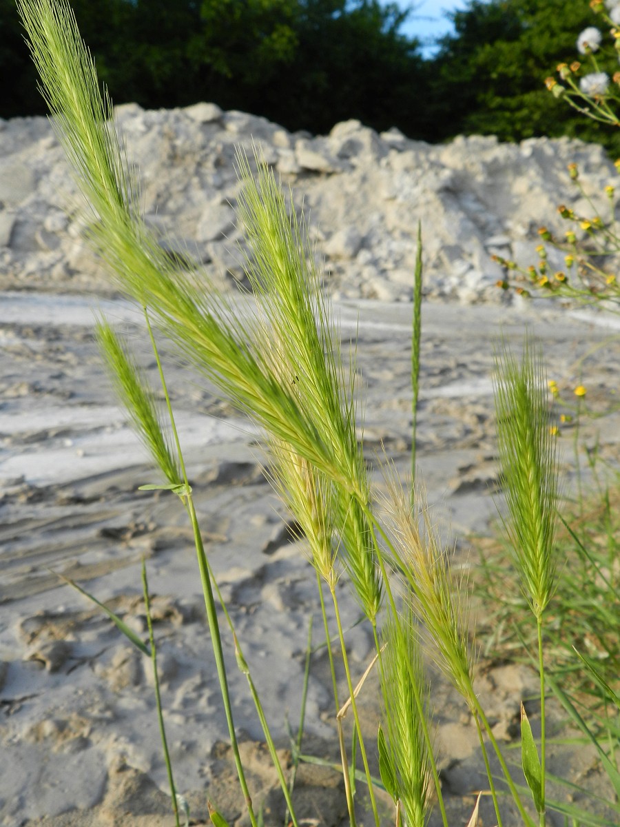 Hordeum murinum, Wall Barley