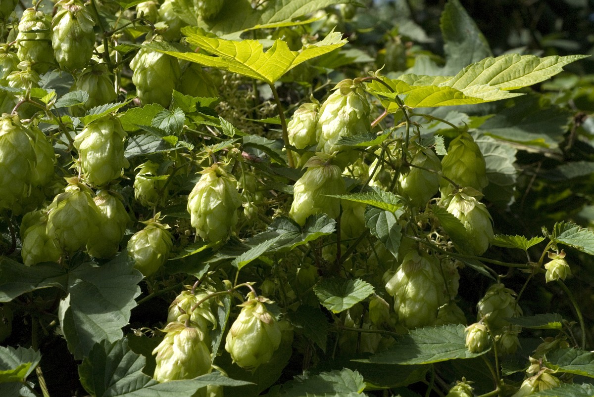 Humulus lupulus, Common Hop