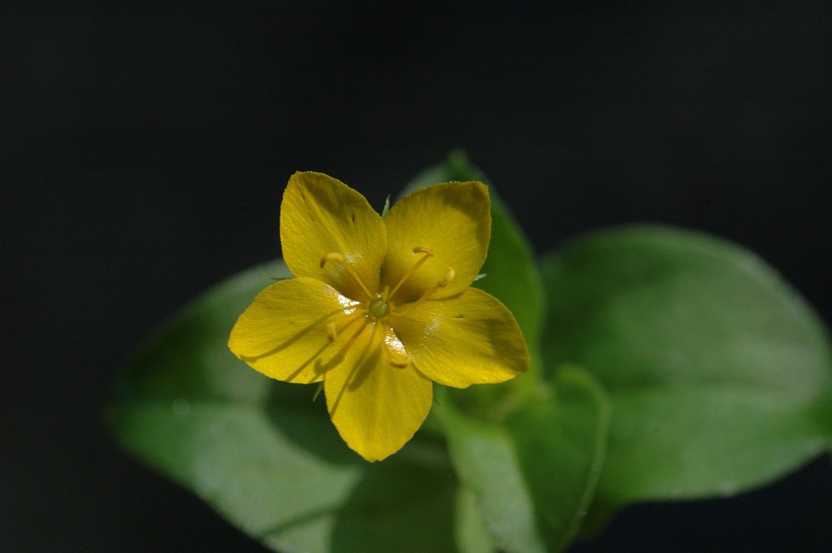 Hypericum humifusum, Trailing St John's-wort