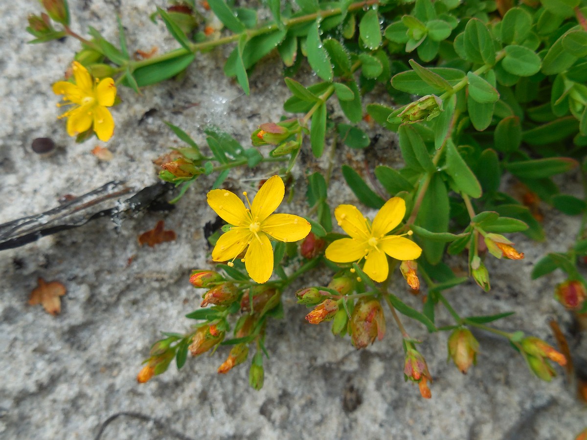 Hypericum humifusum, Trailing St John's-wort