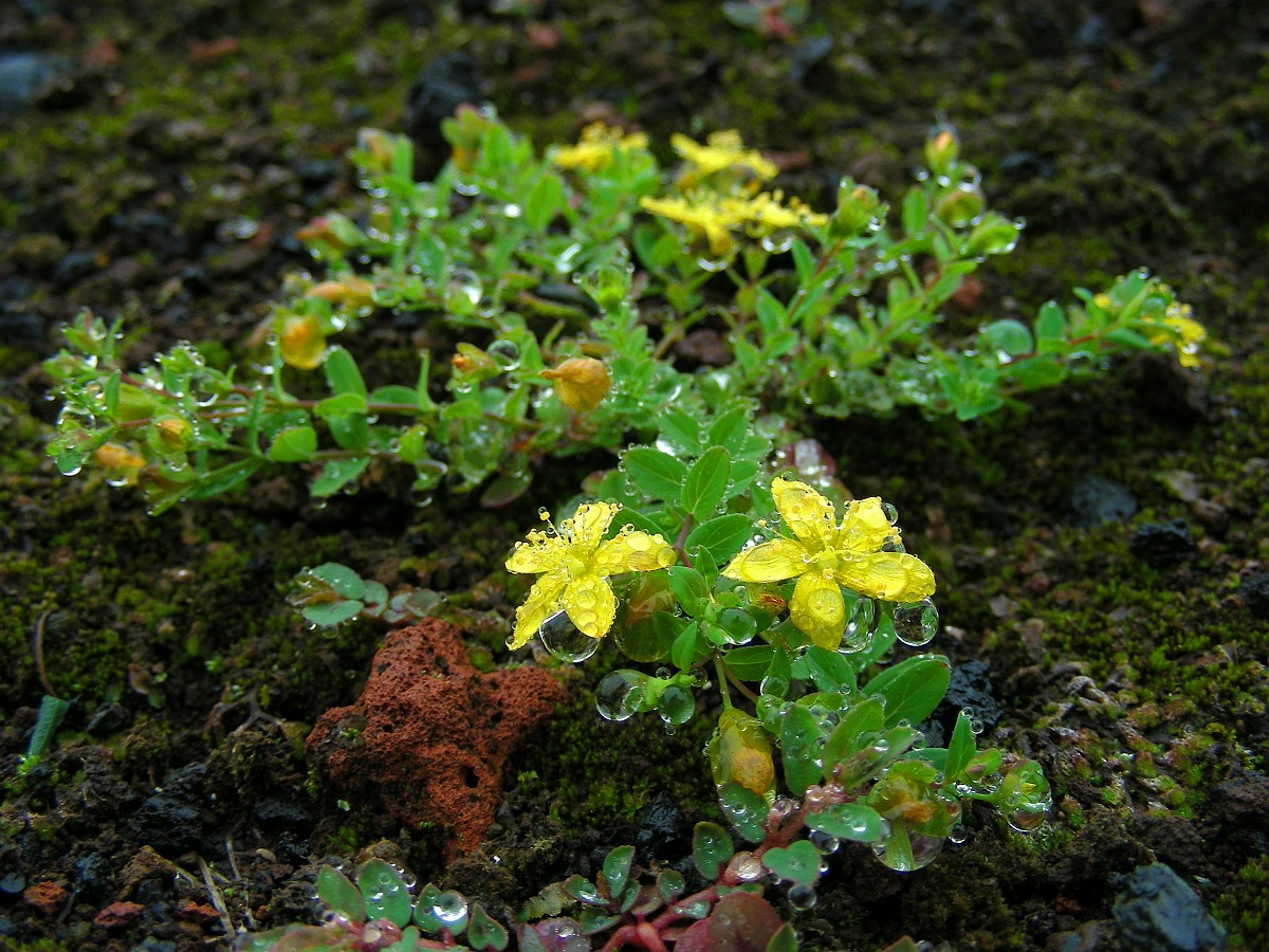 Hypericum humifusum, Trailing St John's-wort
