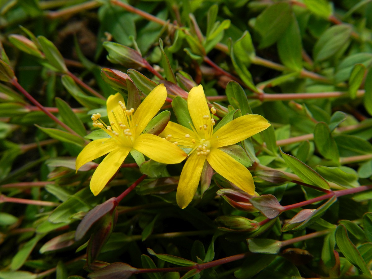Hypericum humifusum, Trailing St John's-wort