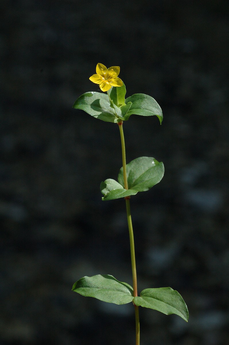 Hypericum humifusum, Trailing St John's-wort