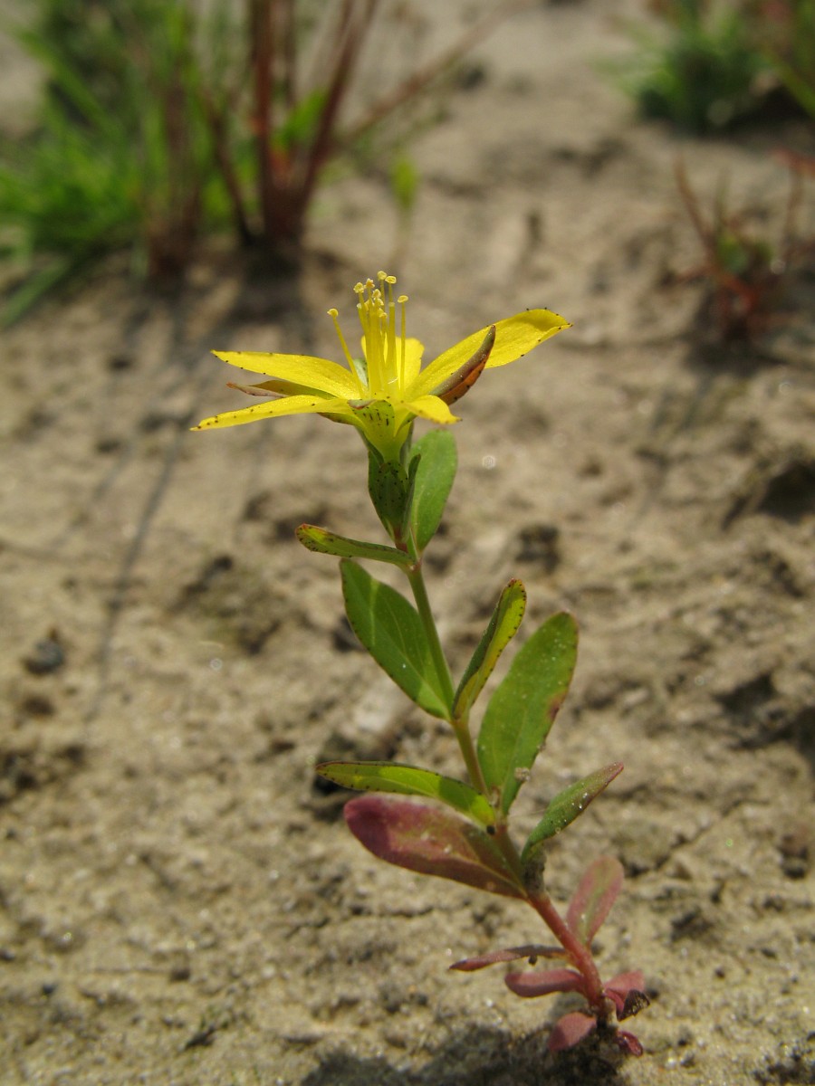 Hypericum humifusum, Trailing St John's-wort