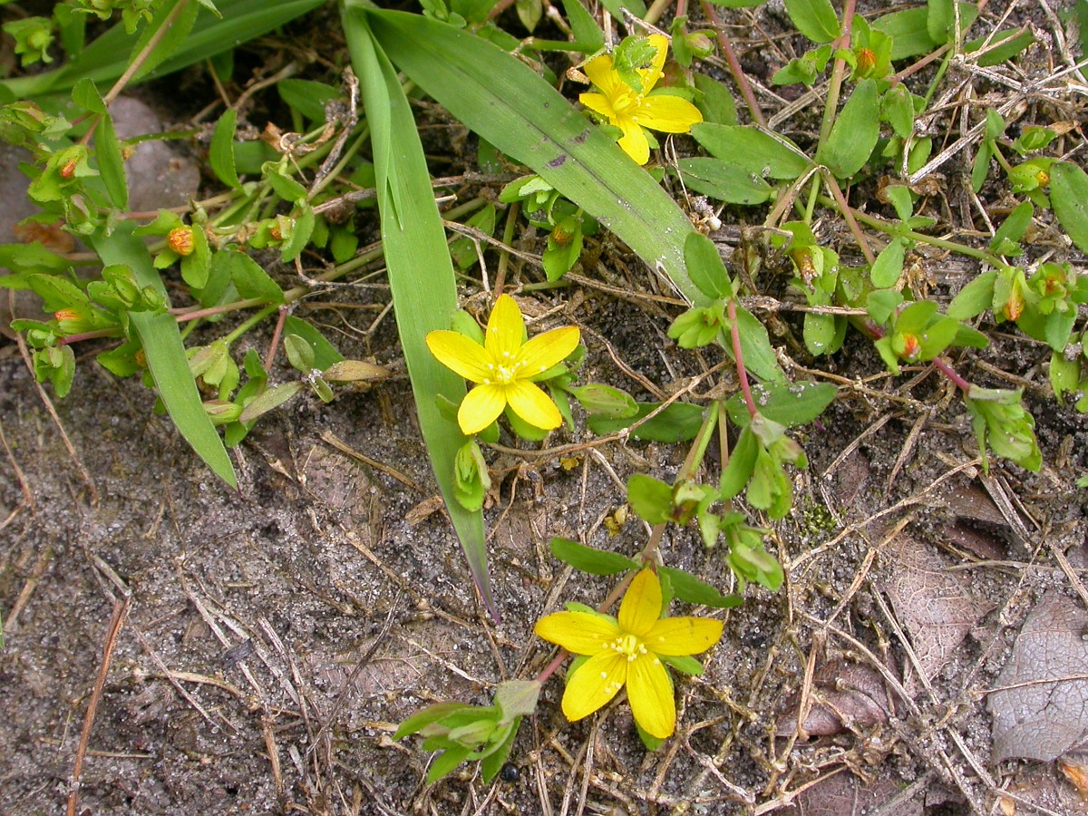 Hypericum humifusum, Trailing St John's-wort