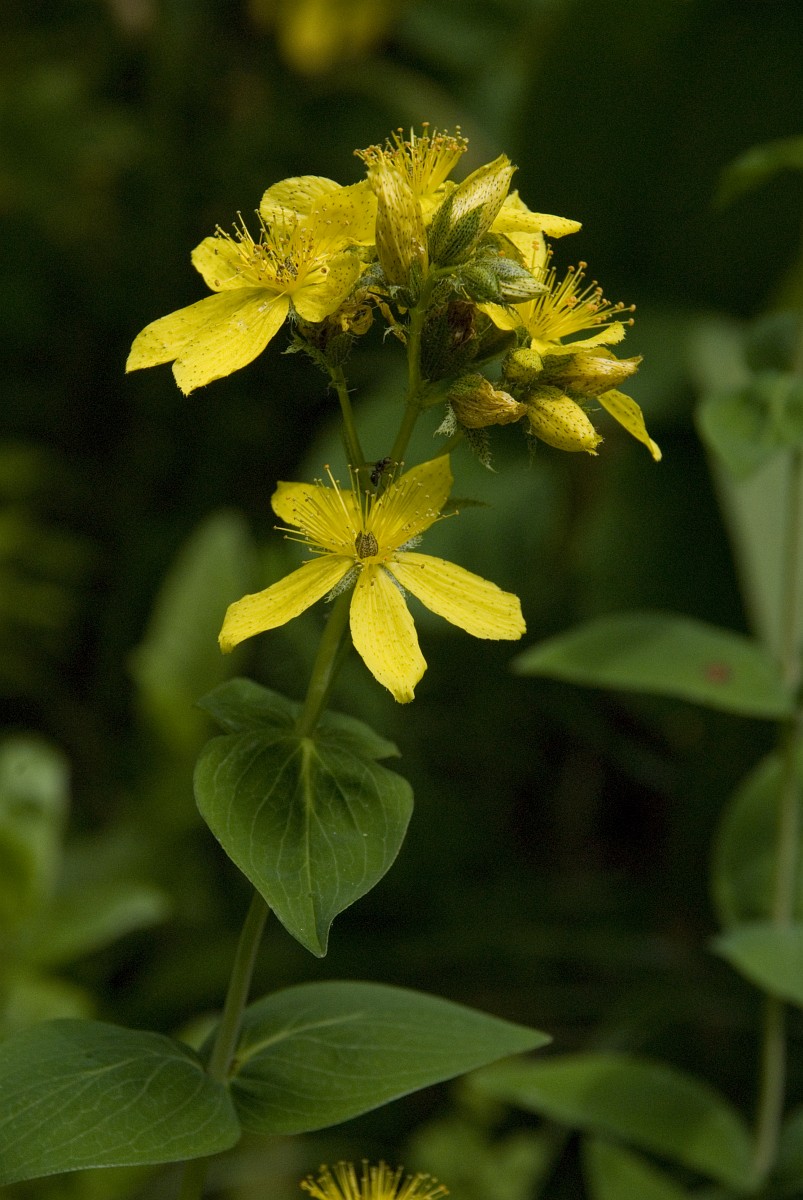 Hypericum maculatum, Imperforate St. John's Wort