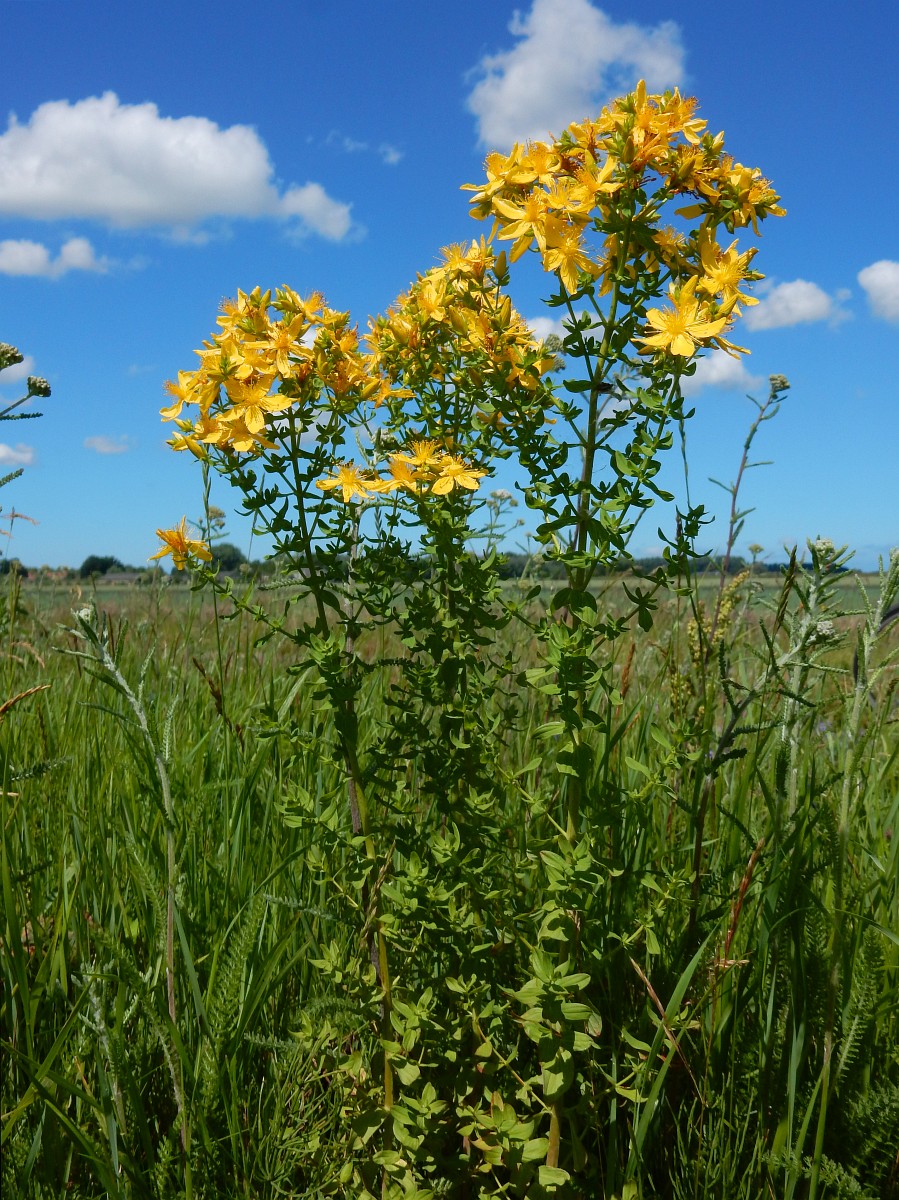 Hypericum perforatum, St. John's-wort