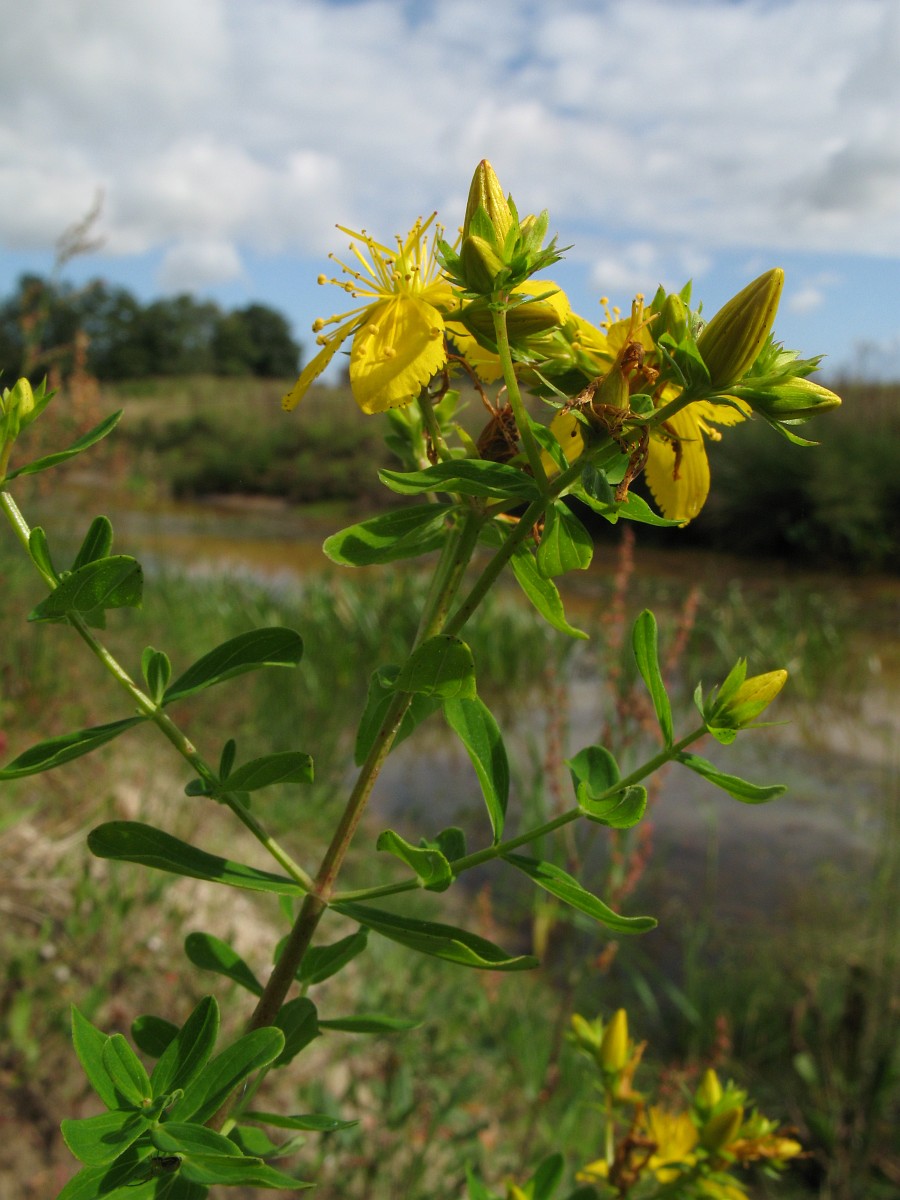 Hypericum perforatum, St. John's-wort