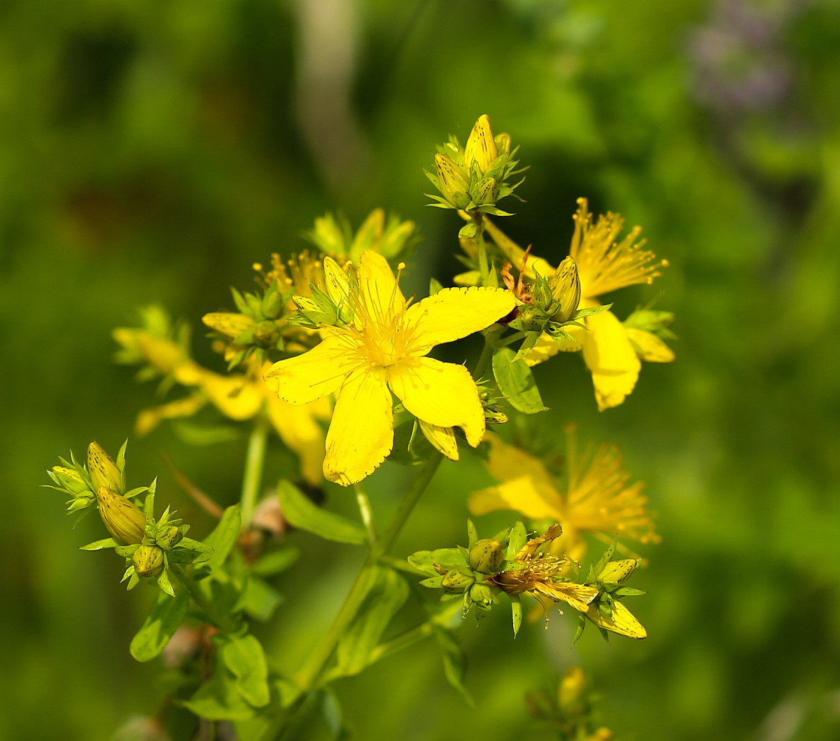 Hypericum perforatum, St. John's-wort