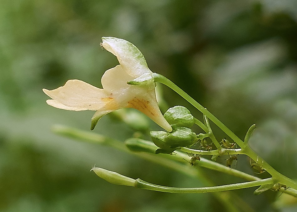 Impatiens parviflora, Small-flowered Touch-me-not