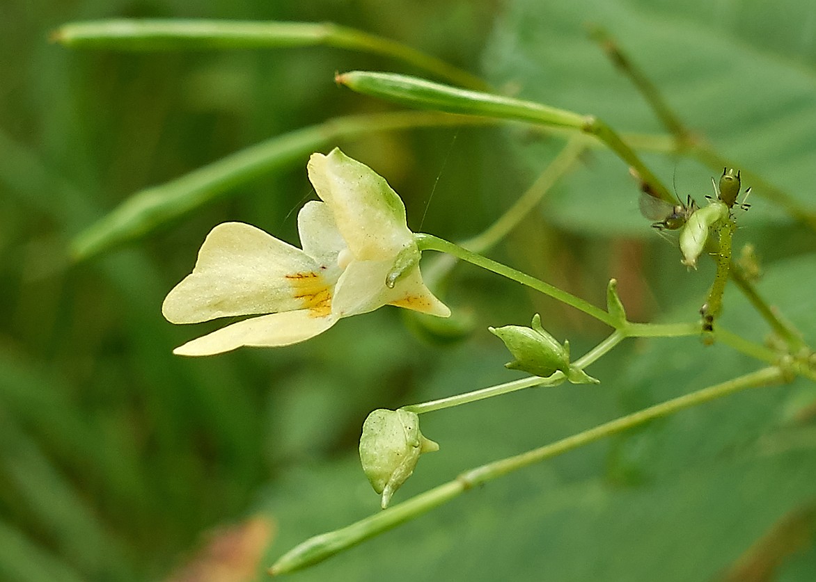 Impatiens parviflora, Small-flowered Touch-me-not
