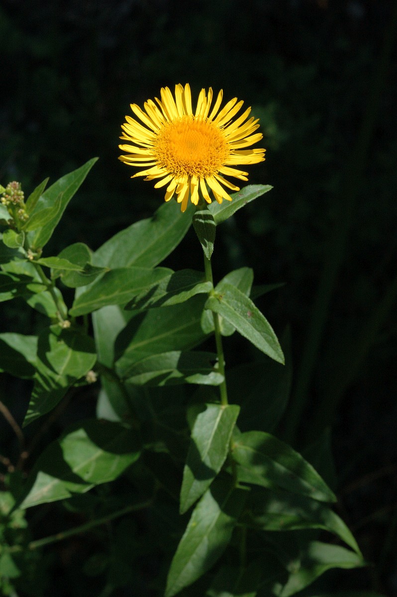 Inula salicina, Irish Fleabane