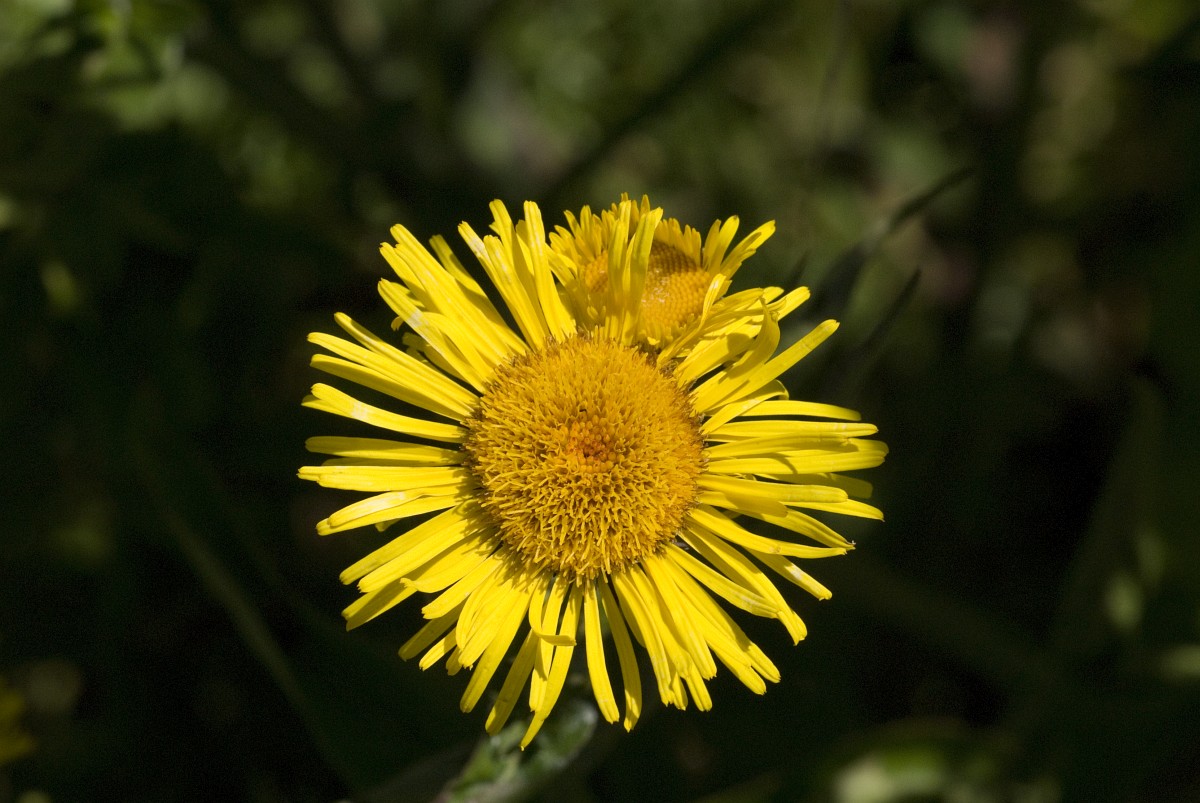 Inula salicina, Irish Fleabane