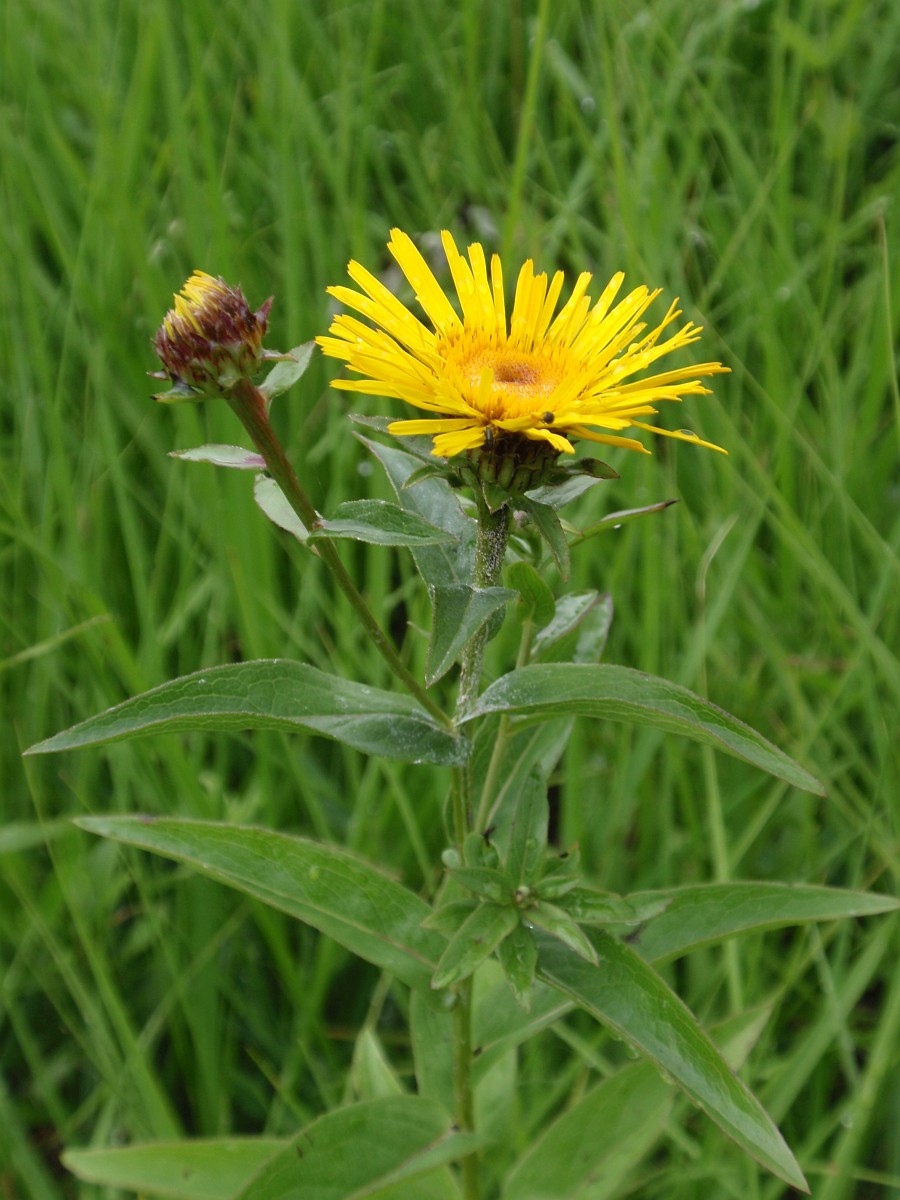 Inula salicina, Irish Fleabane