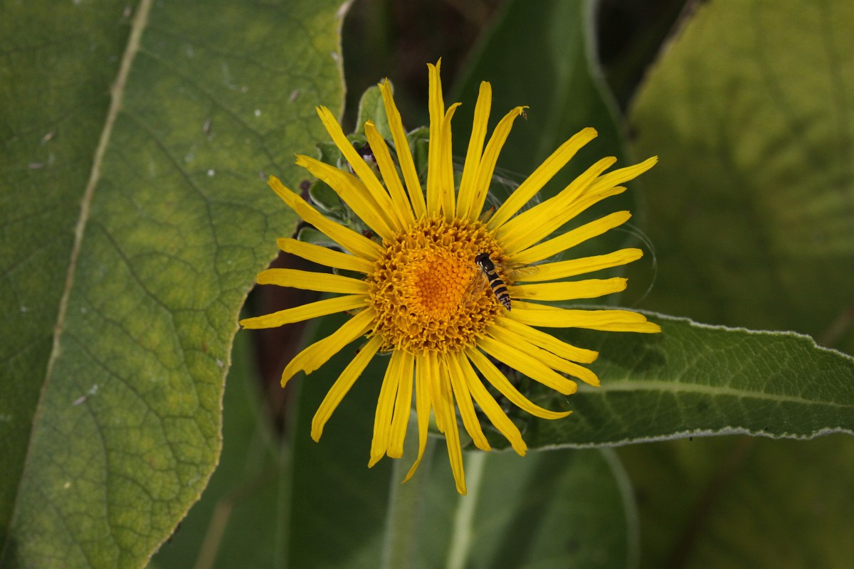Inulla helenium