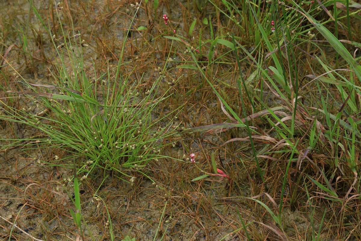 Isolepis setacea, Bristle Club-rush