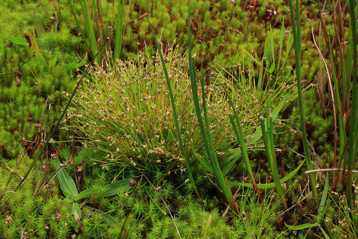 Isolepis setacea, Bristle Club-rush