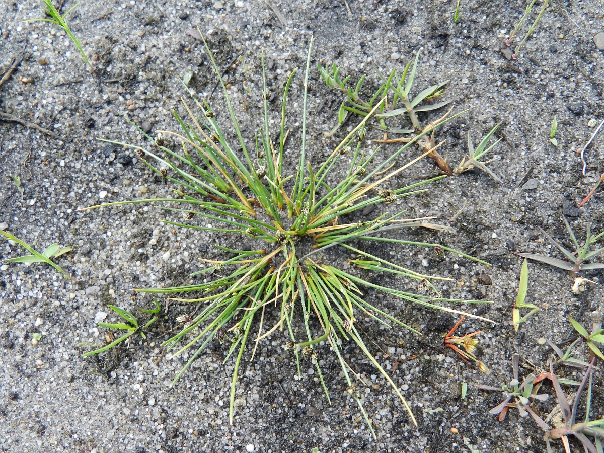 Isolepis setacea, Bristle Club-rush