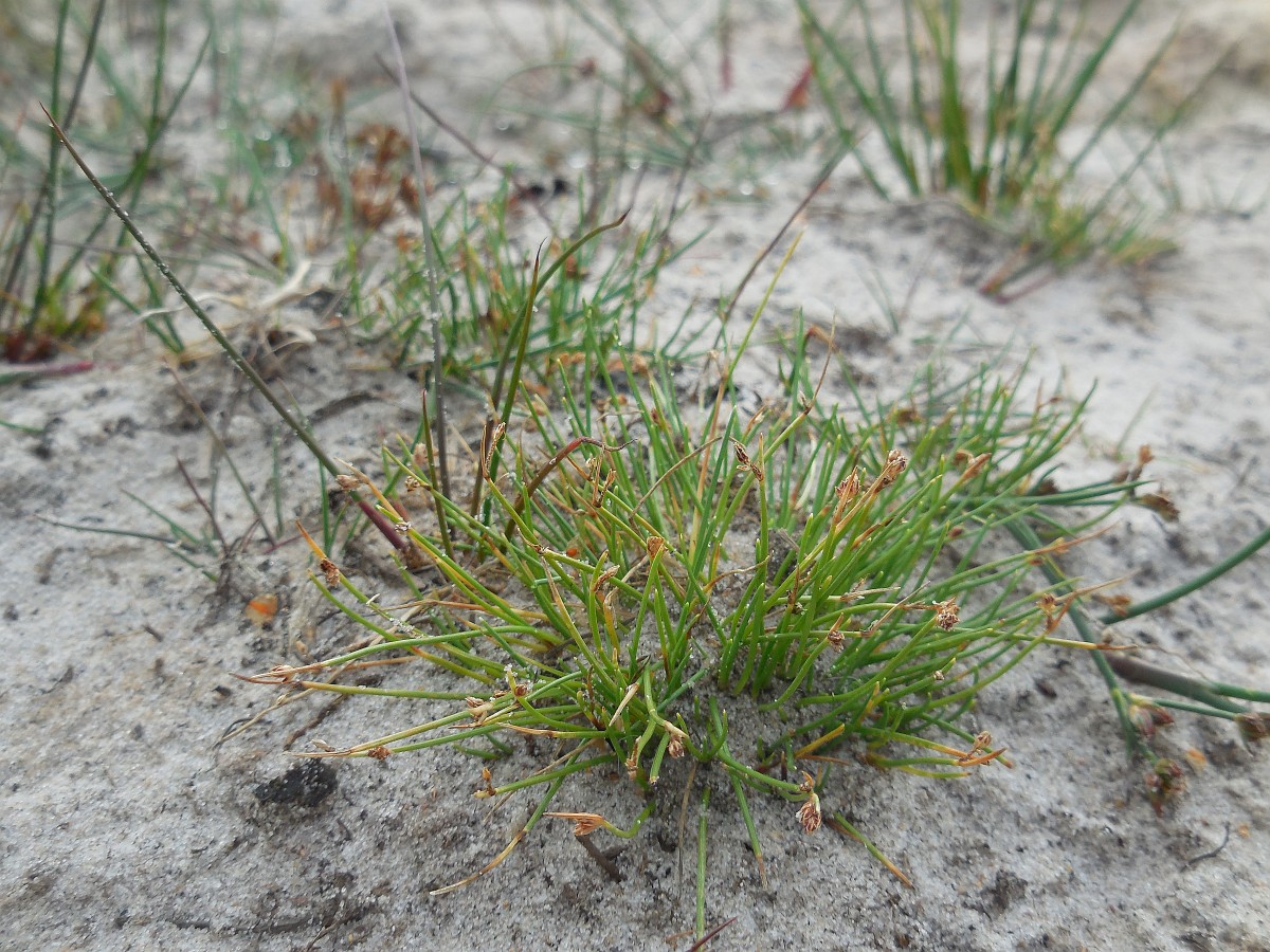 Isolepis setacea, Bristle Club-rush