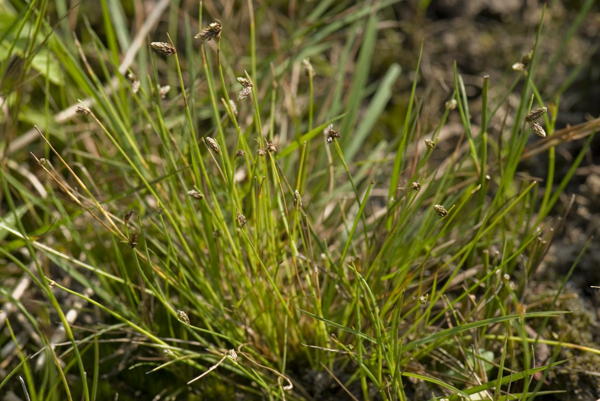 Isolepis setacea, Bristle Club-rush