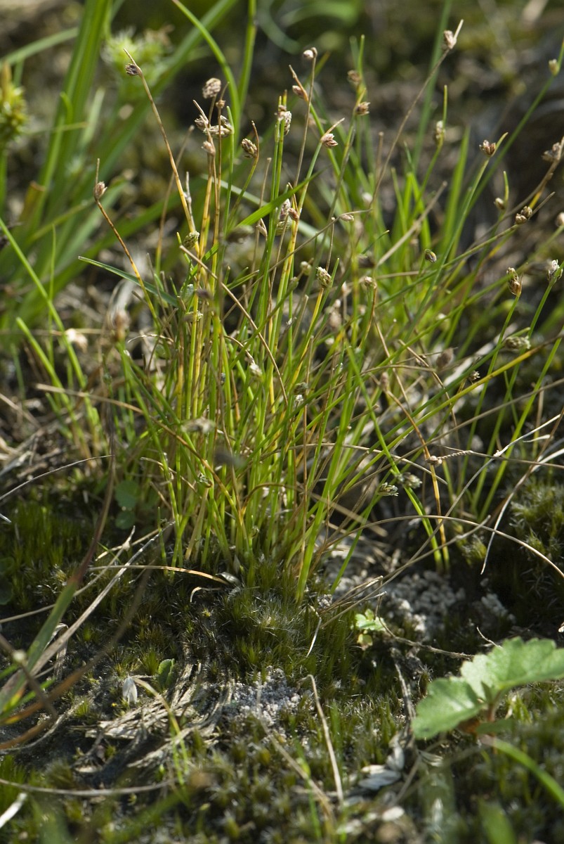 Isolepis setacea, Bristle Club-rush