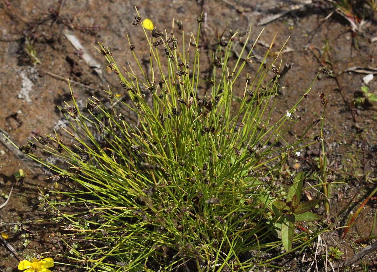 Isolepis setacea, Bristle Club-rush