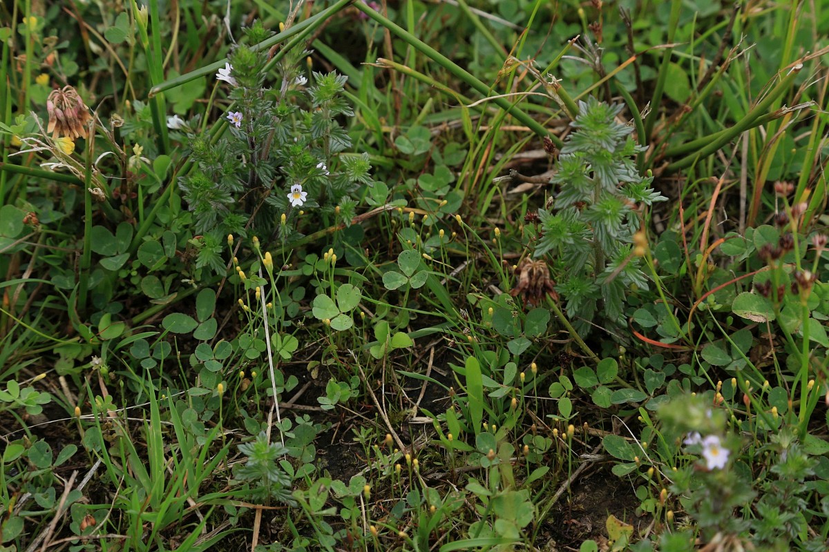 Isolepis setacea, Bristle Club-rush