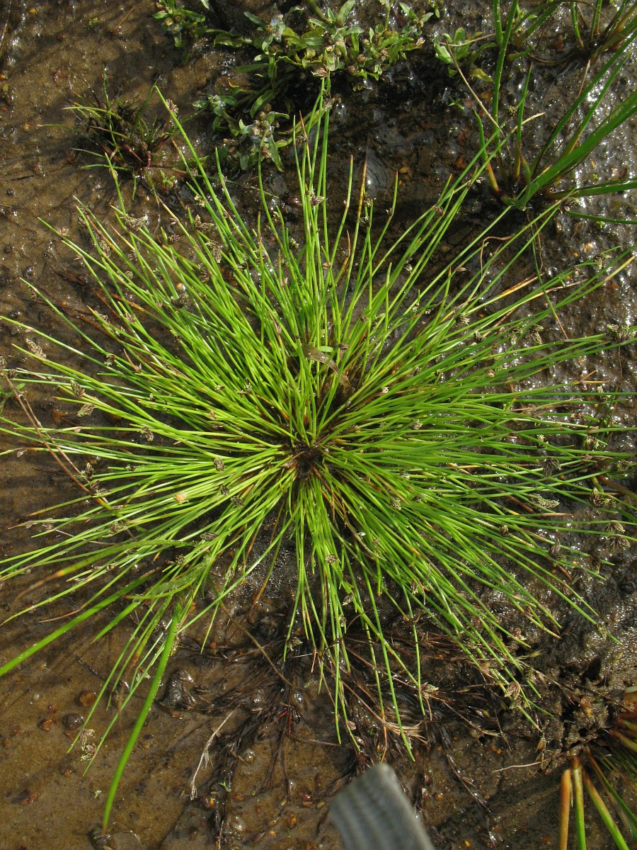 Isolepis setacea, Bristle Club-rush