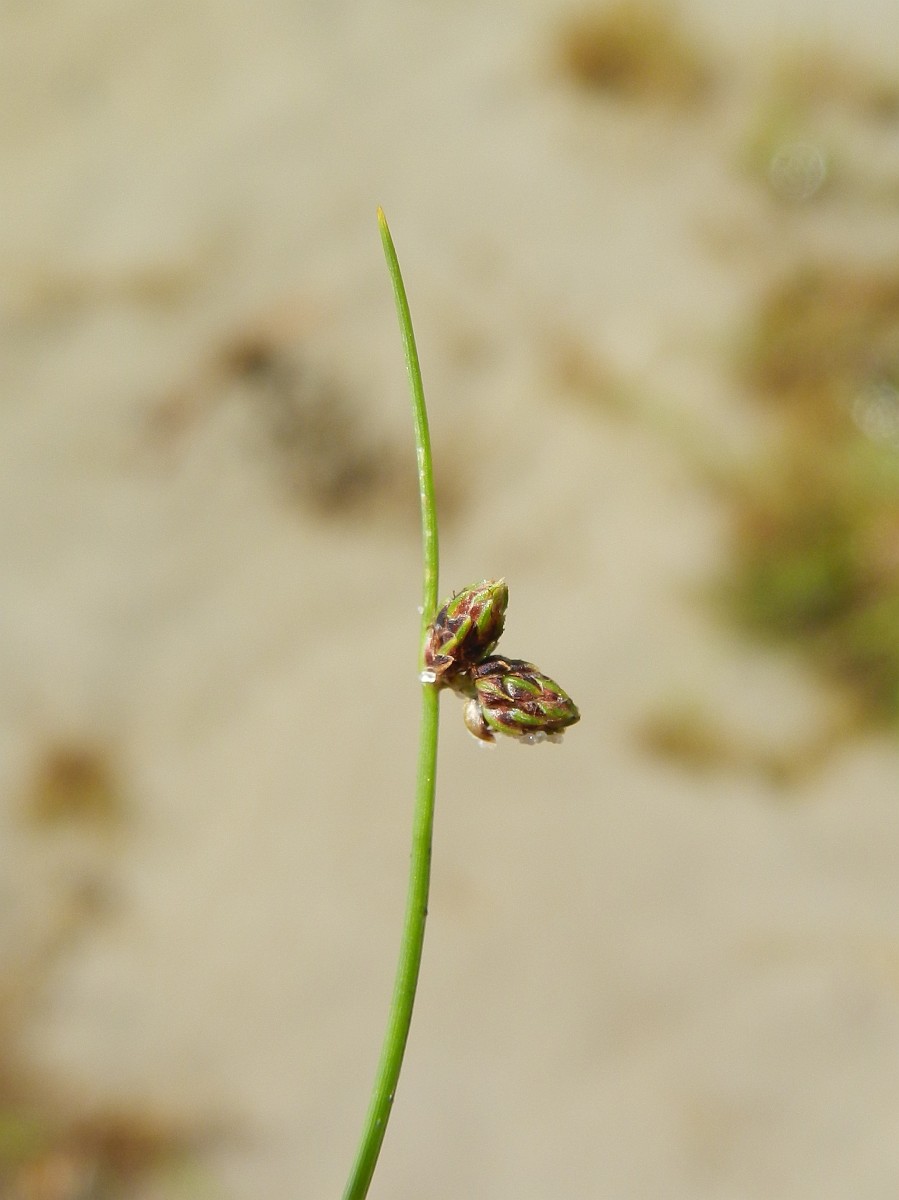Isolepis setacea, Bristle Club-rush