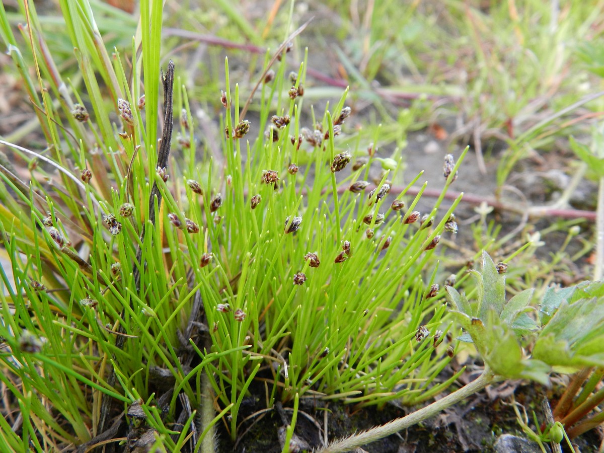 Isolepis setacea, Bristle Club-rush