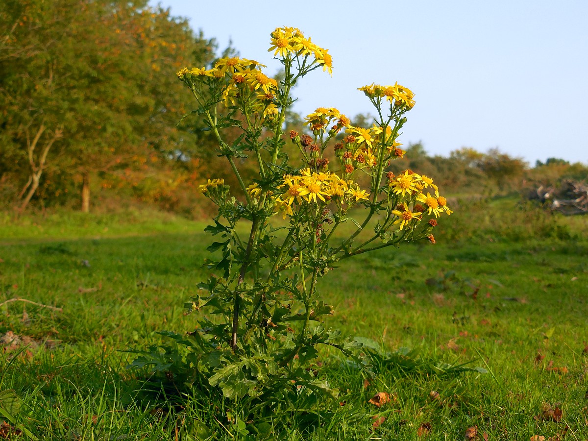 Jacobaea vulgaris, Common Ragwort