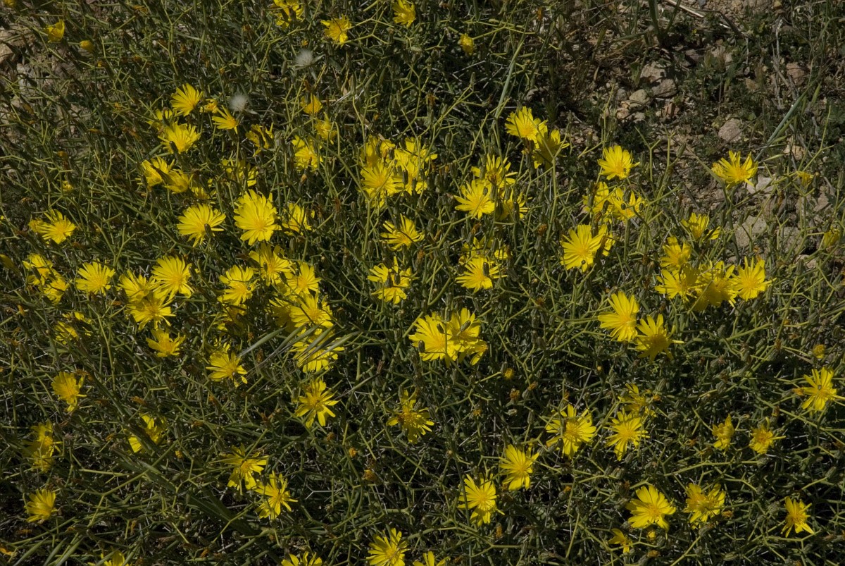 Launaea lanifera