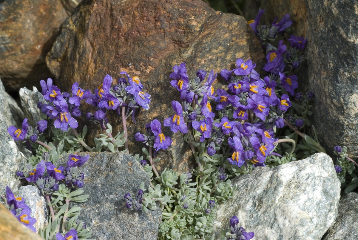 Linaria alpina, Alpine Toadflax