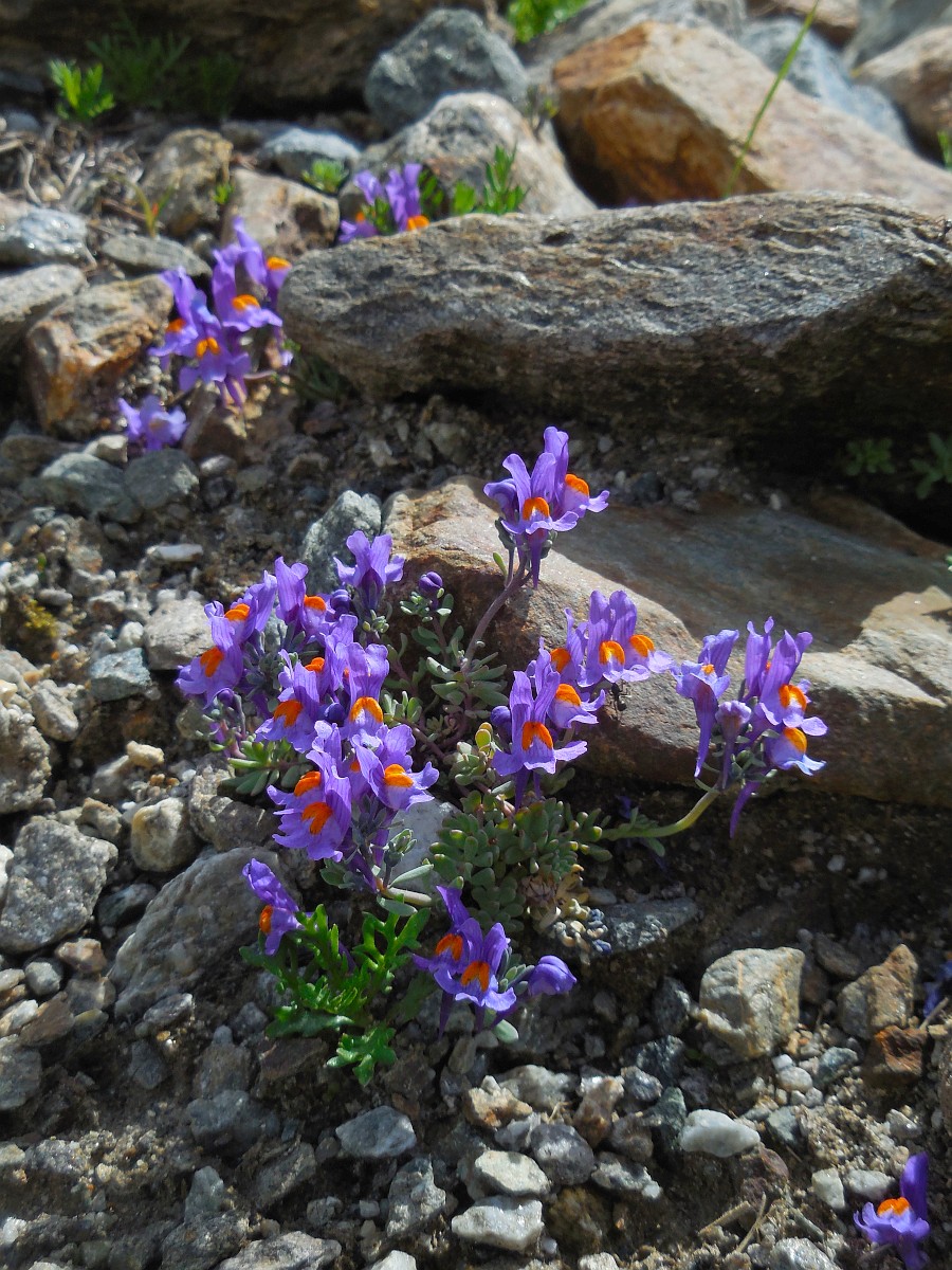 Linaria alpina, Alpine Toadflax