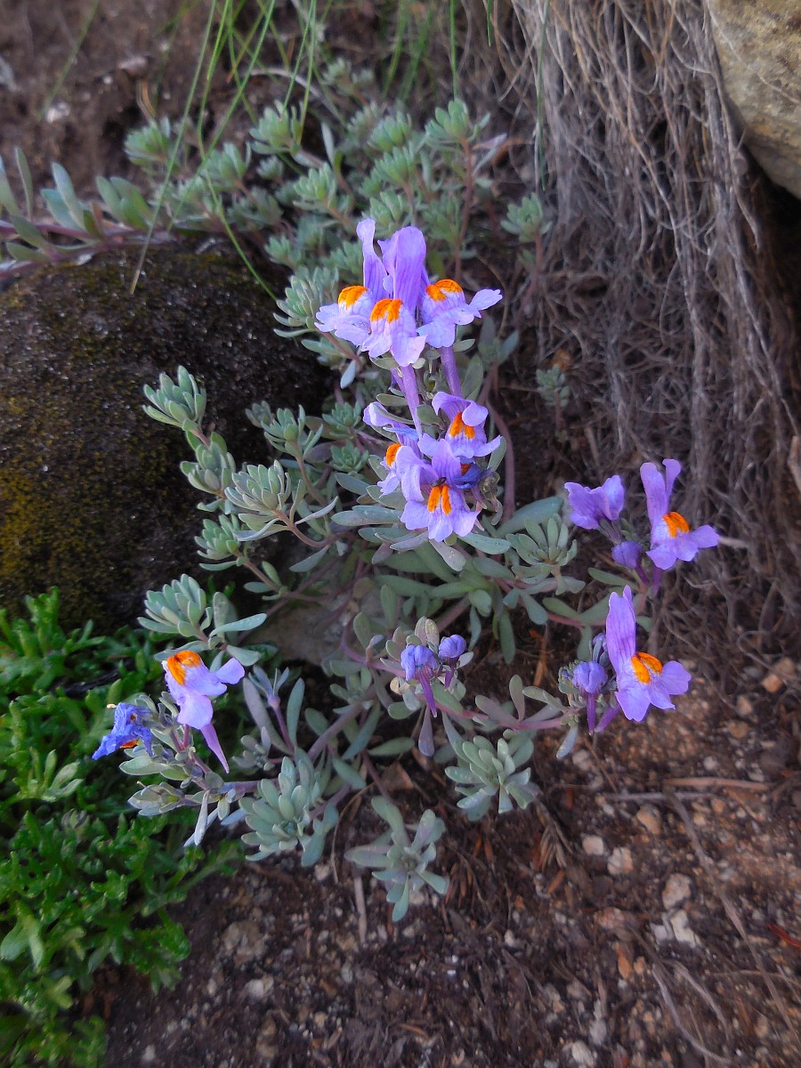 Linaria alpina, Alpine Toadflax