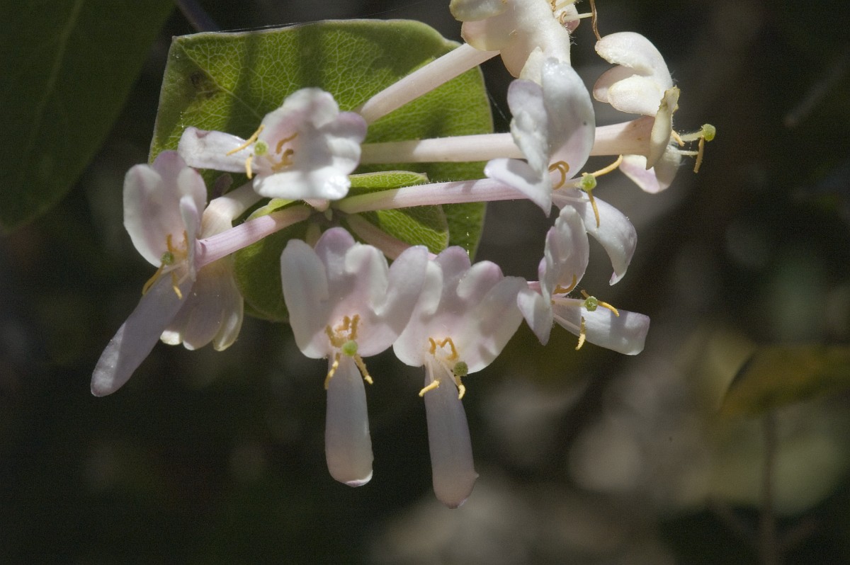 Lonicera implexa, Evergreen Honeysuckle