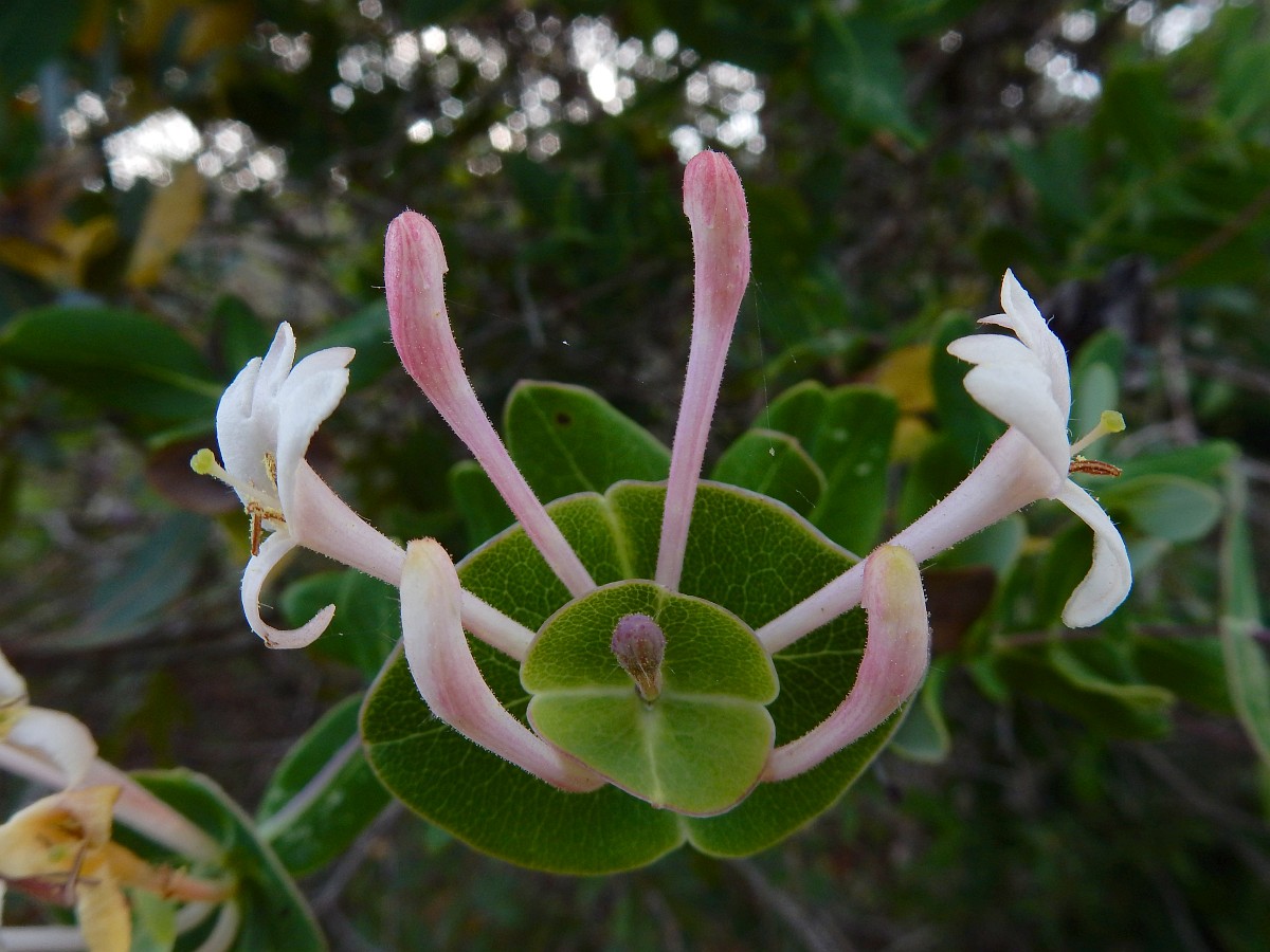 Lonicera implexa, Evergreen Honeysuckle