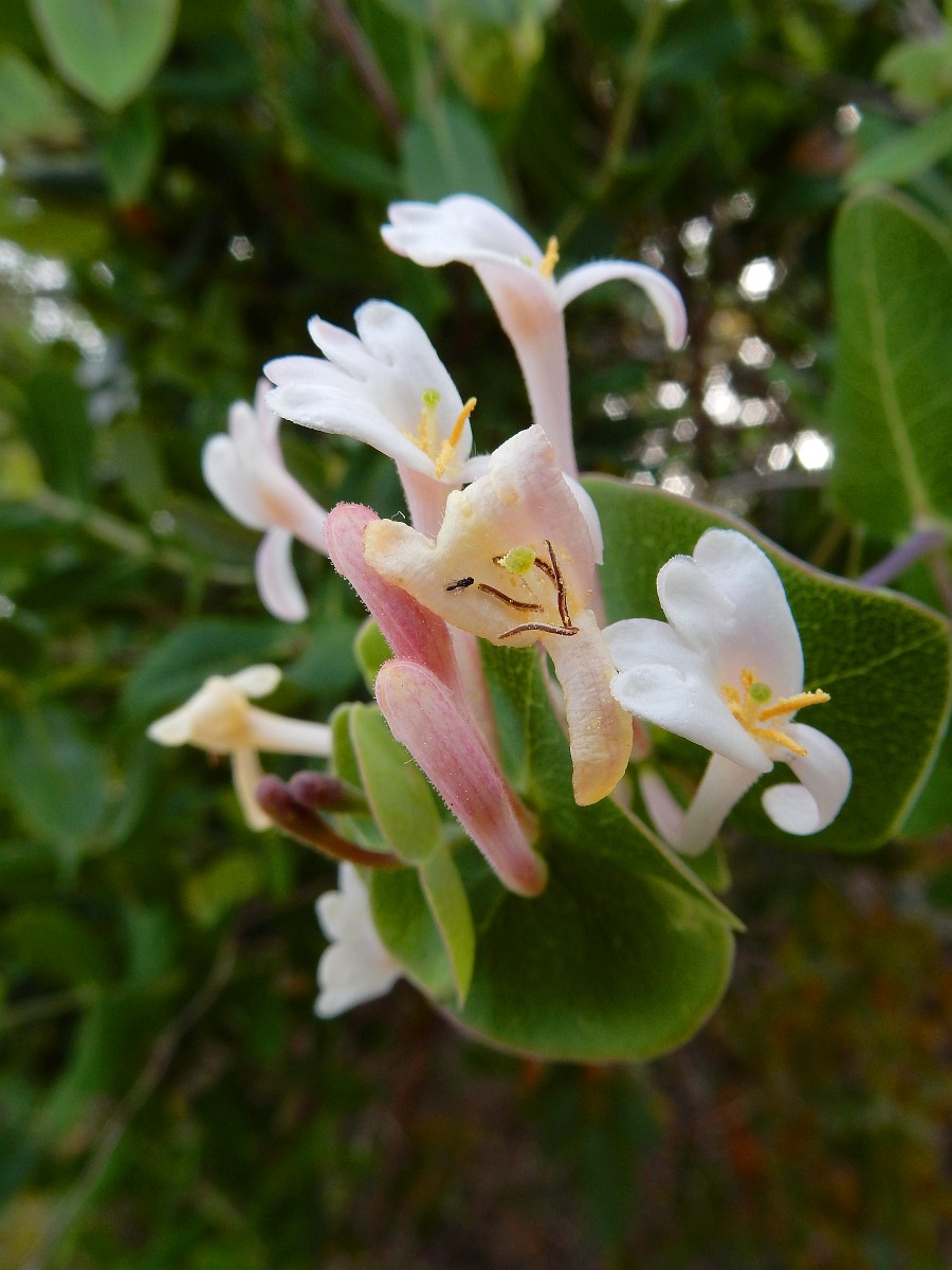 Lonicera implexa, Evergreen Honeysuckle