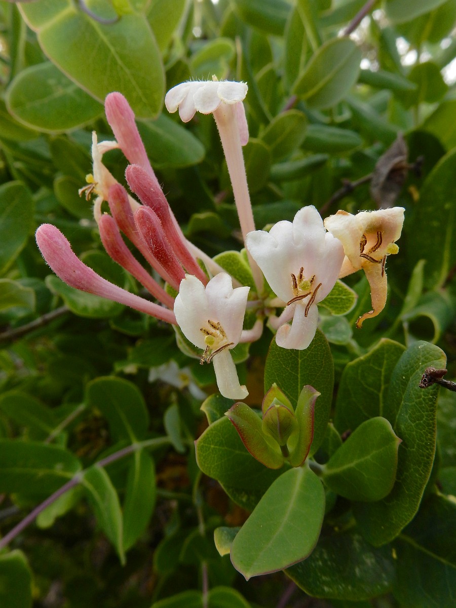 Lonicera implexa, Evergreen Honeysuckle